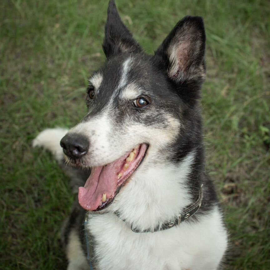 Чак, бывший домашний попал в приют