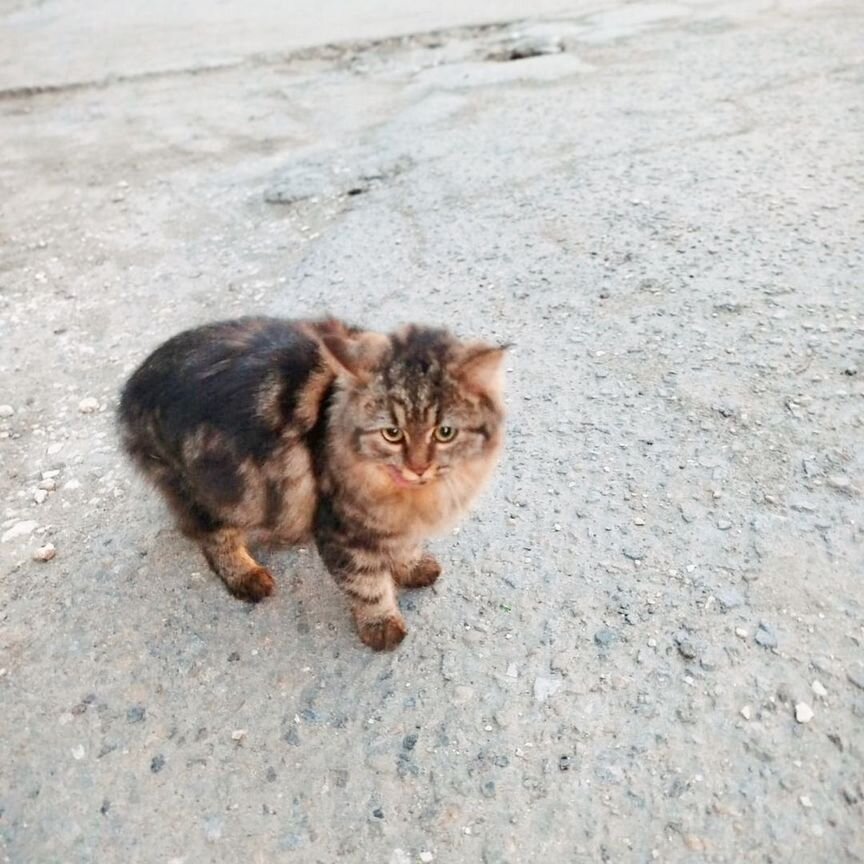 Кошечка в добрые руки