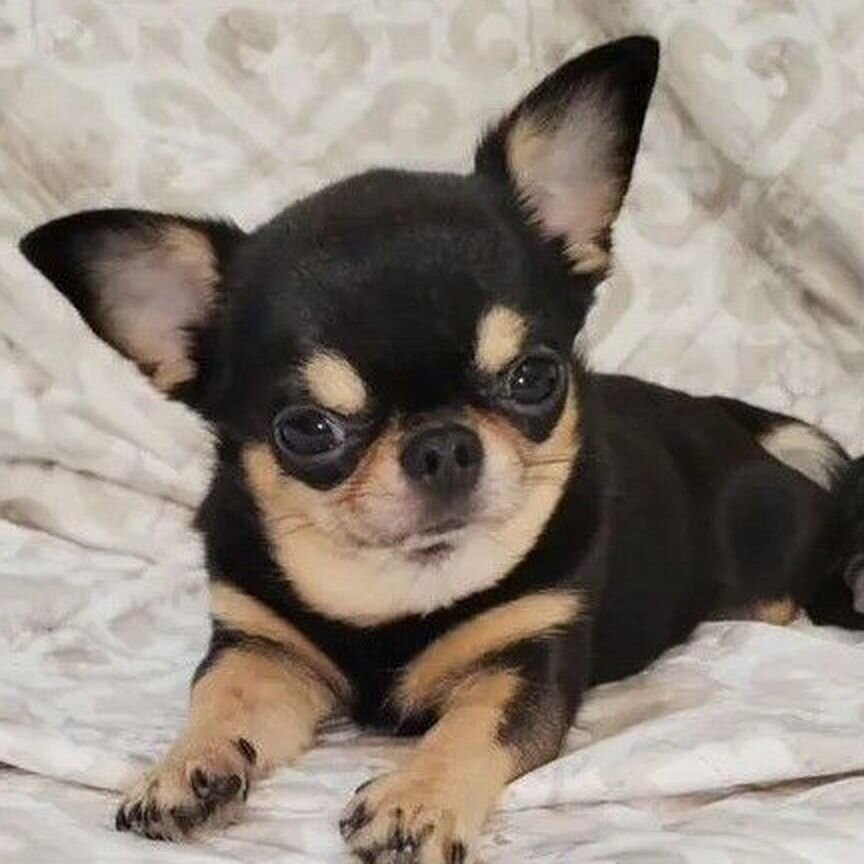 Чихуахуа, взрослый пёс