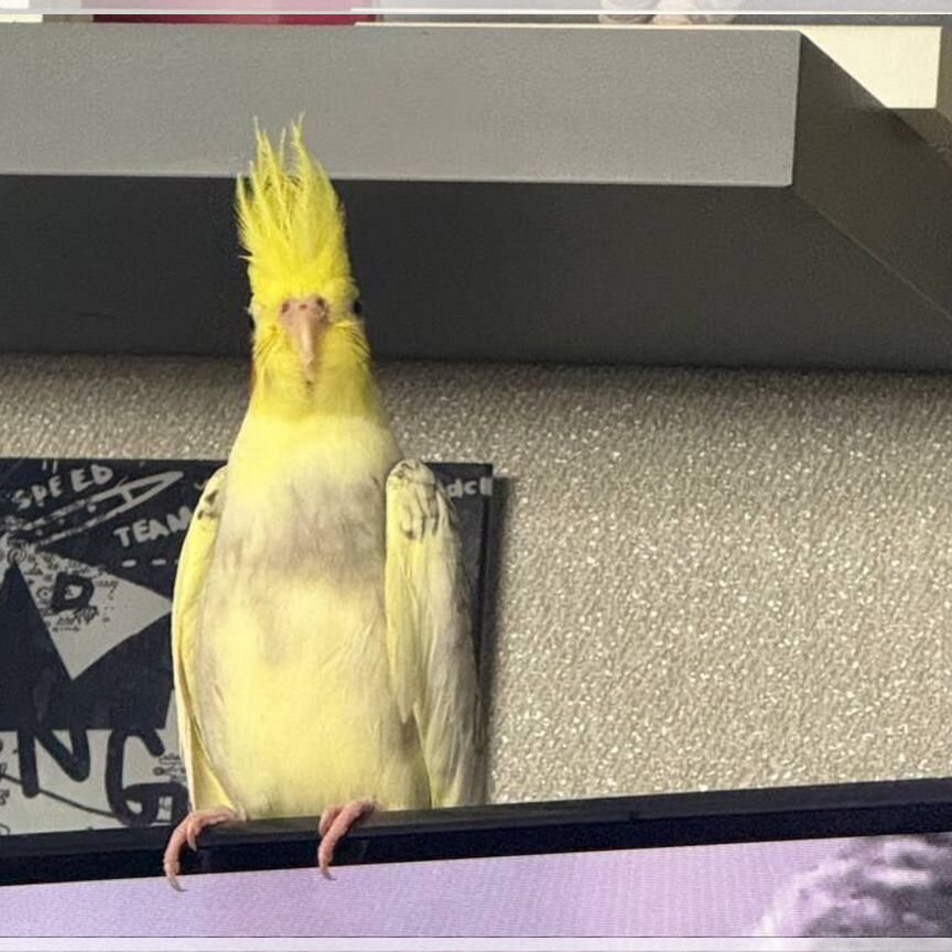 Попугай корелла