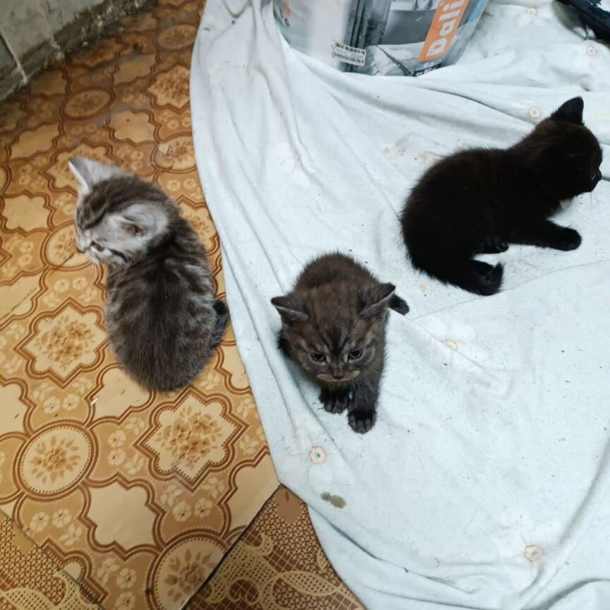 Котята в добрые руки