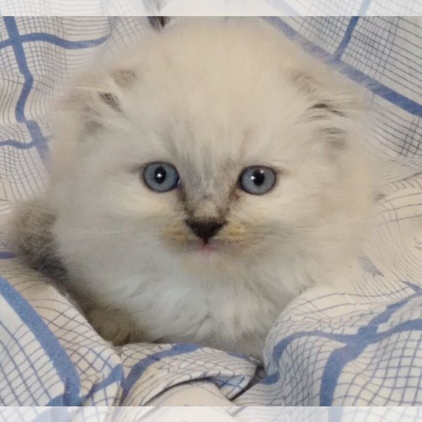 Вислоухий котенок Хайленд-фолд