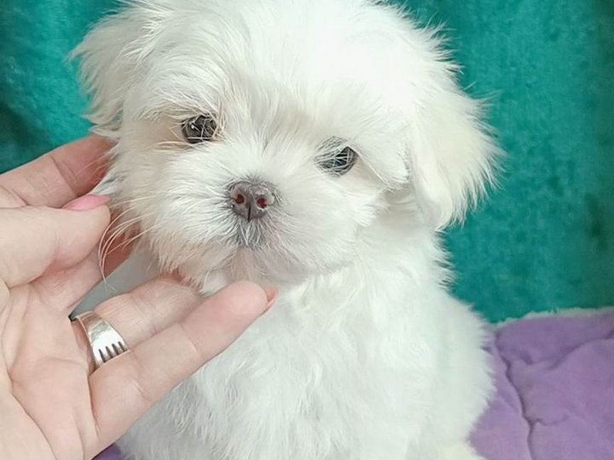 Красивые щенки мальтезе РКФ