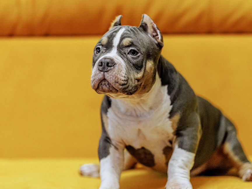 Американский булли покет