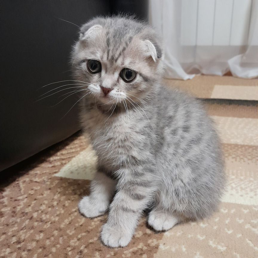 Шотландский вислоухий