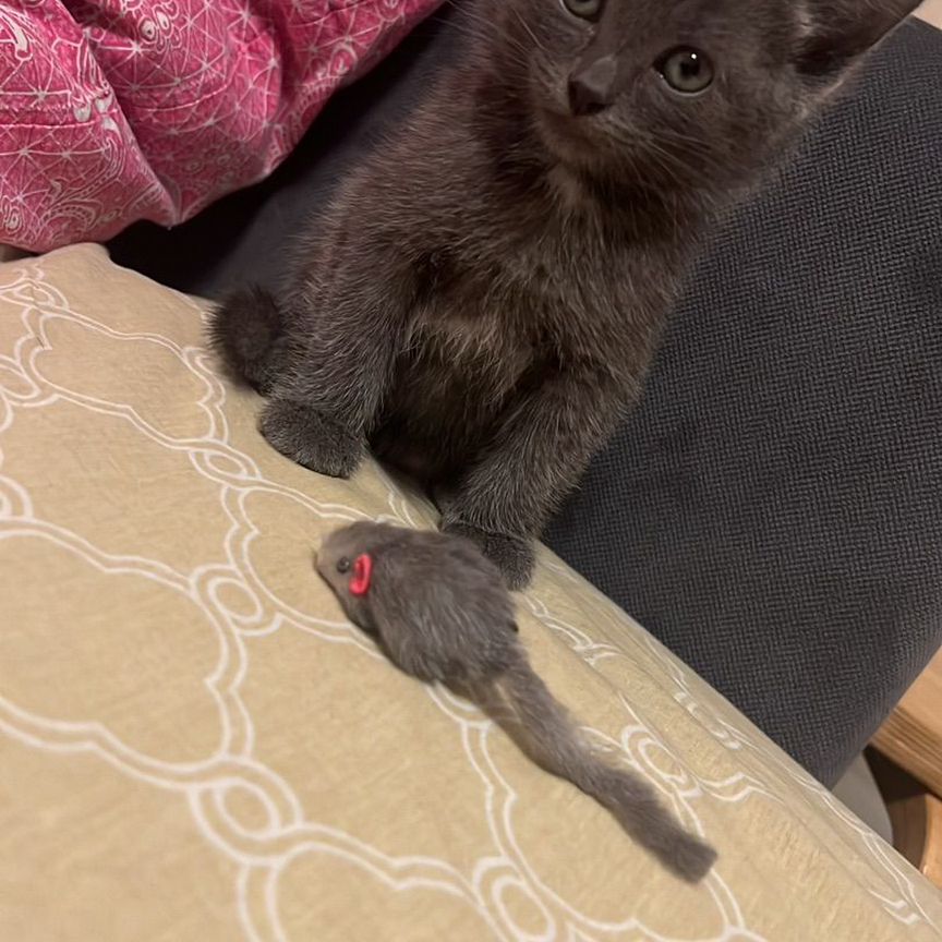 Отдам котенка в добрые руки