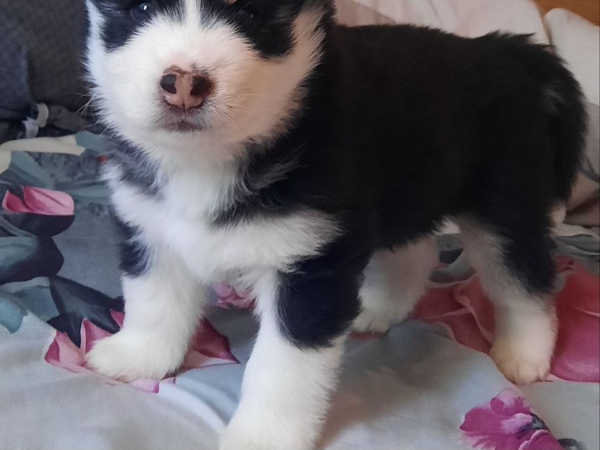 Щенки сибирской хаски