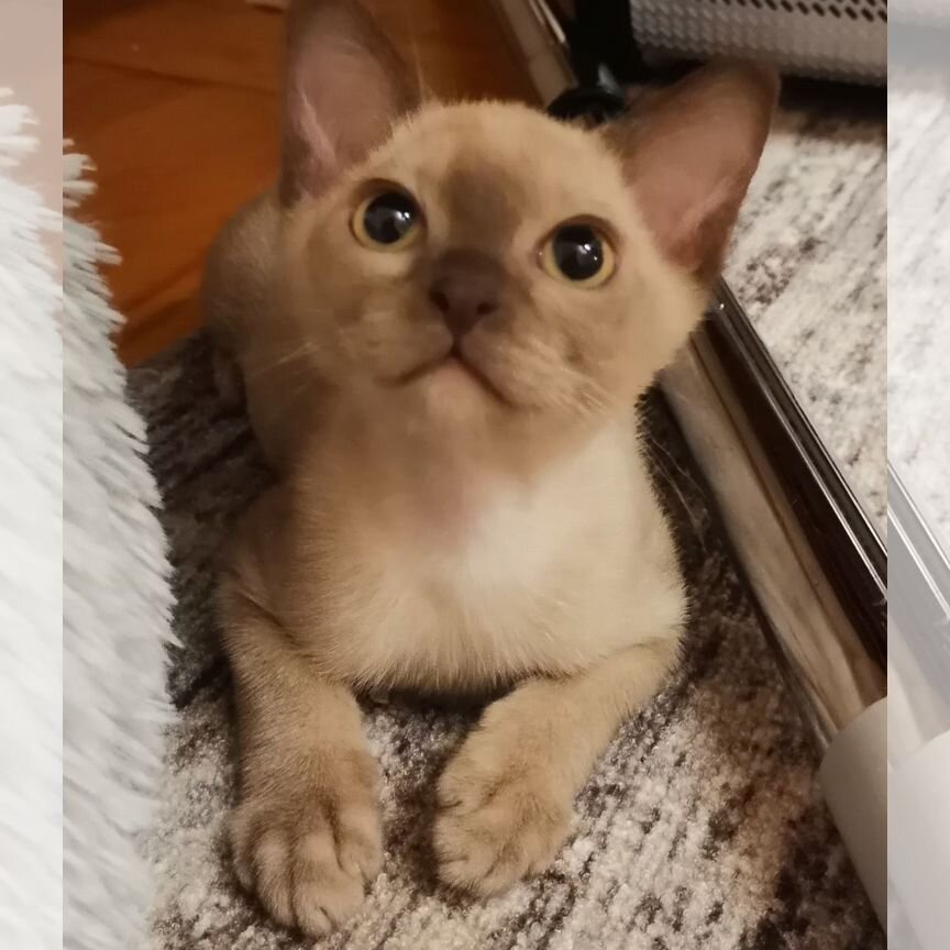 Бурманские котята