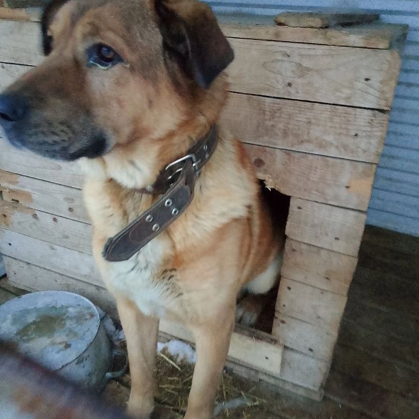 Чей потеряшка попал в отлов улПромышленная, 151