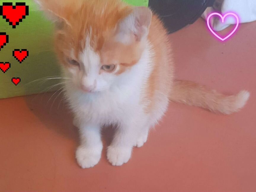 Кошка