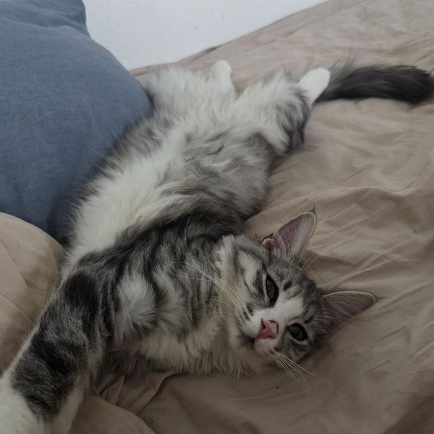 Мейн-кун котёнок