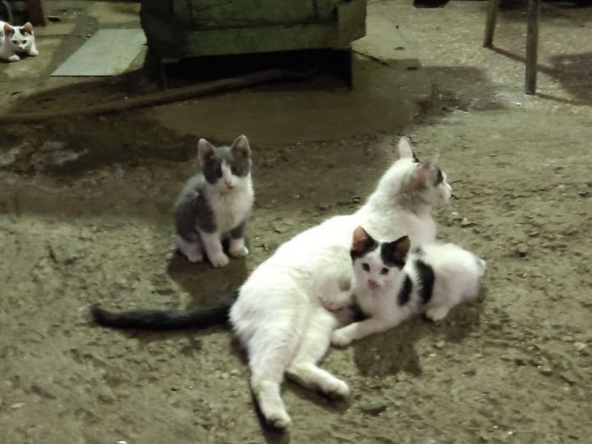 Мама кошка и её дети ищут мам и пап