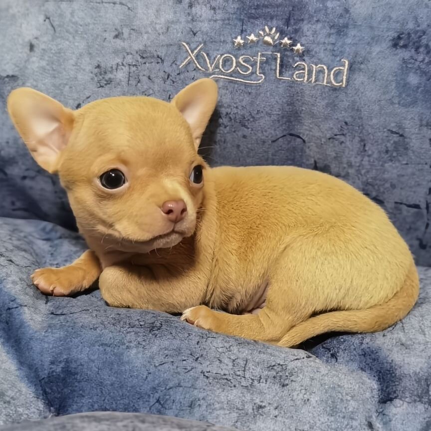 Чихуахуа, щенок