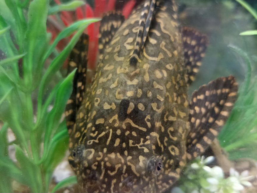 Анциструс вуалевый