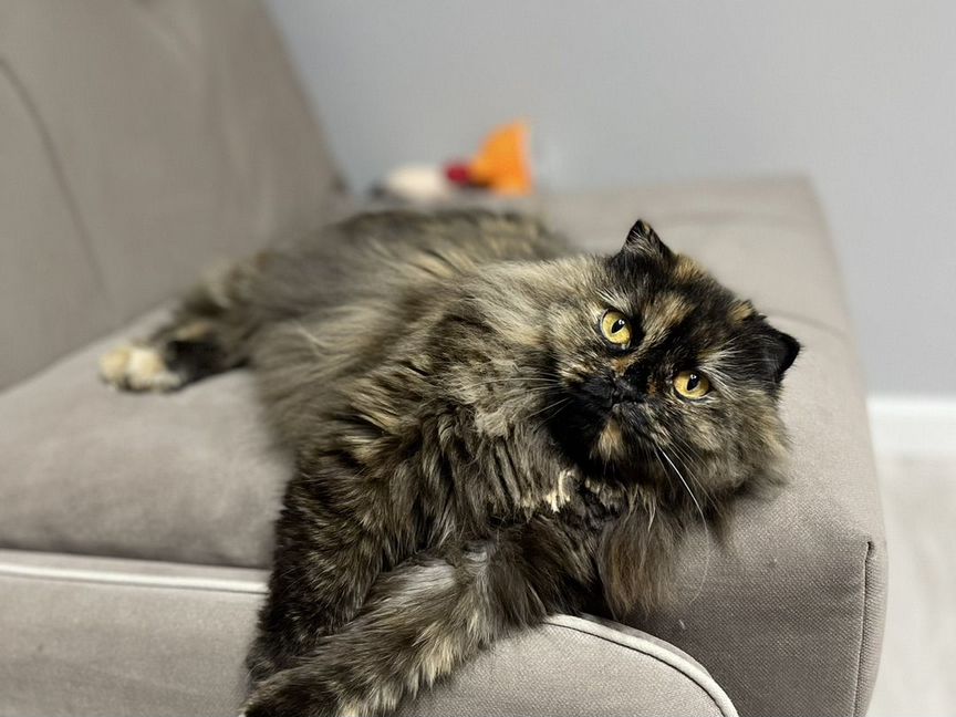 Кошка в дар