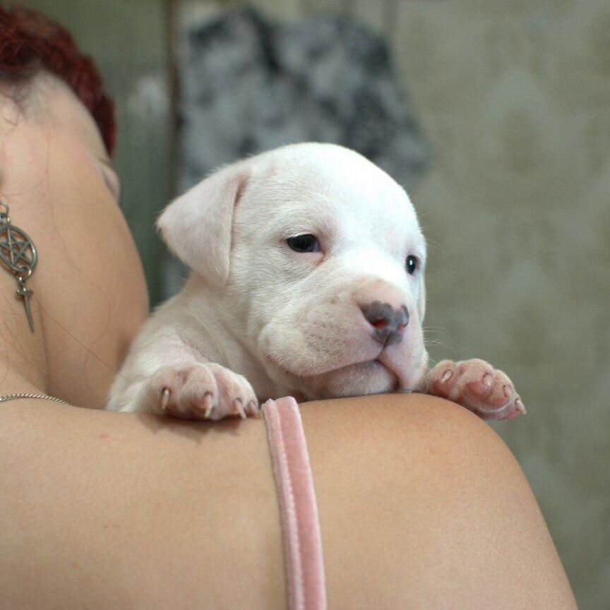 Американский булли стандарт классик