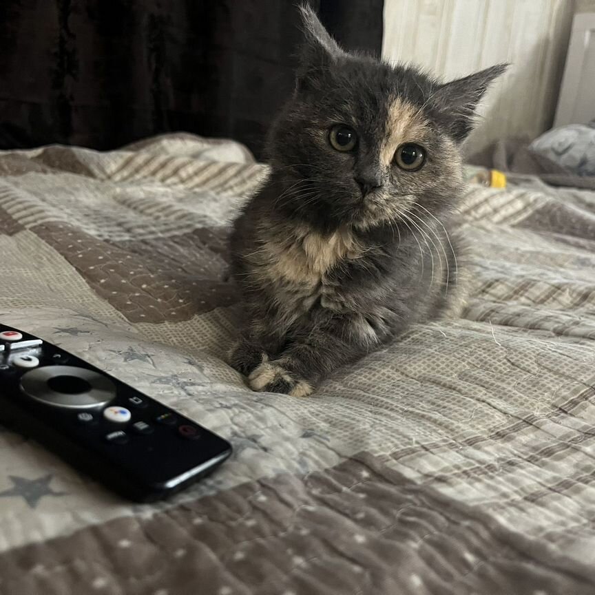 Кошка мышеловка