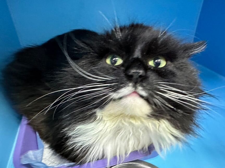 Дон-Хуан ищет дом и семью