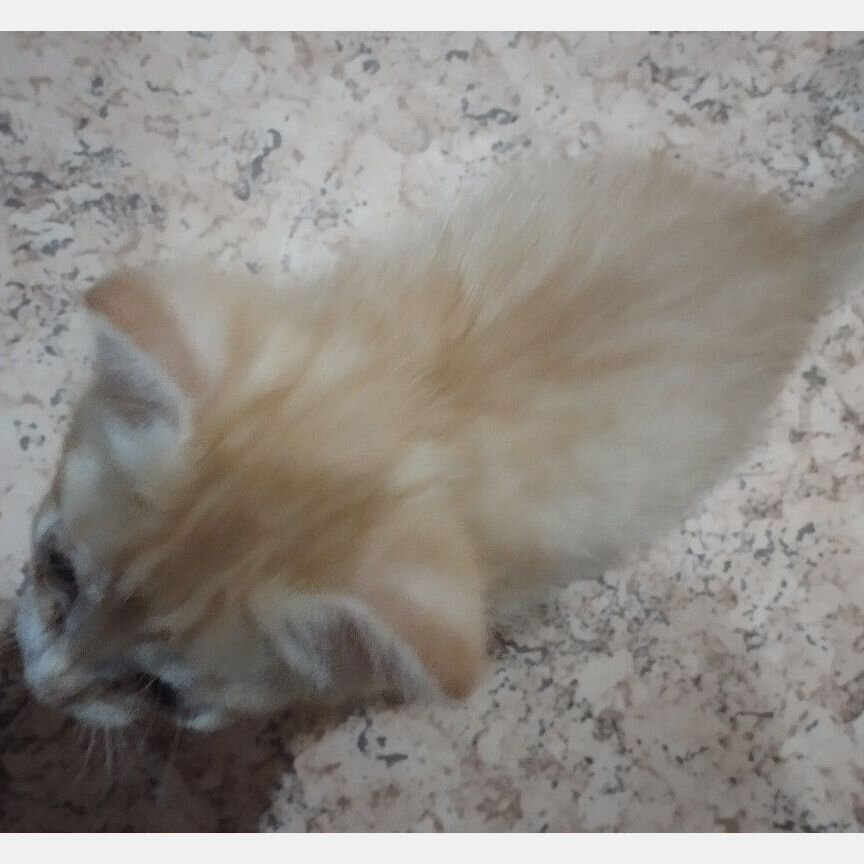 Котик в добрые руки