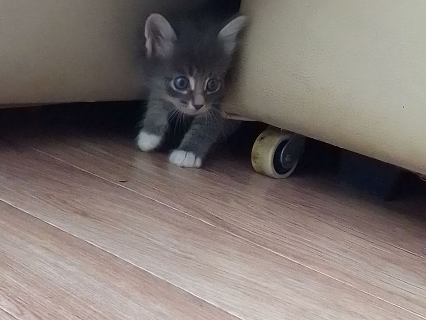 Котята в добрые руки бесплатно