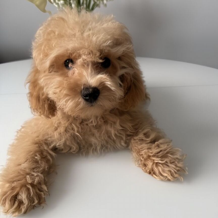 Той-пудель, щенок