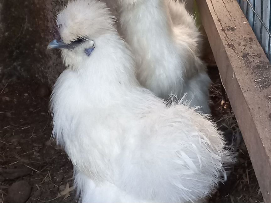 Инкубационное яйцо Китайских Шелковых и Ухейилюй