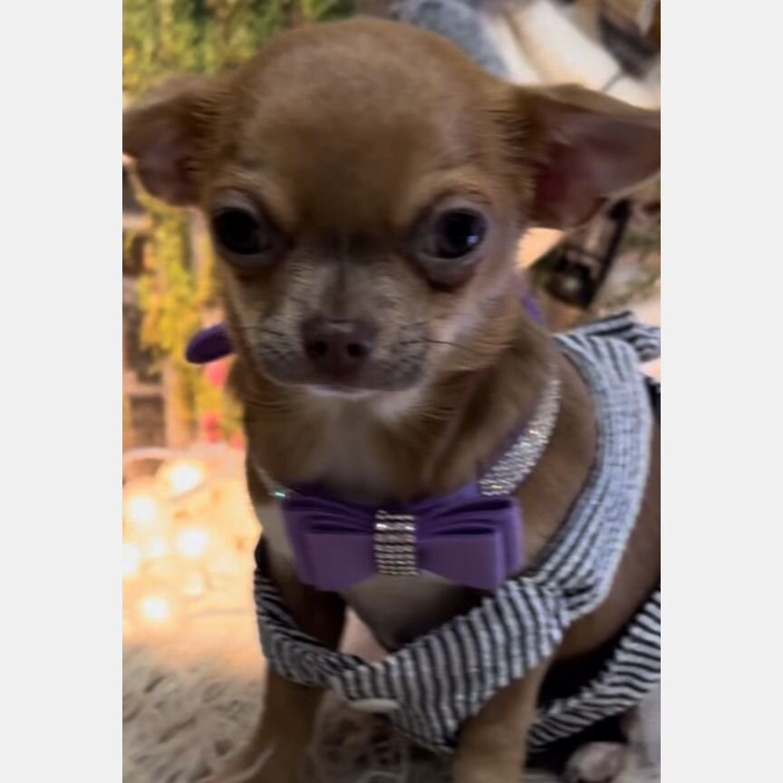 Чихуахуа девочка ляля