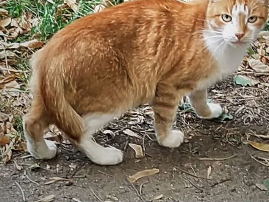 Рыжая кошка на улице под дождем