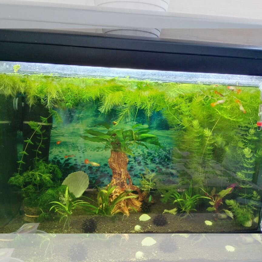 Аквариум с гуппи