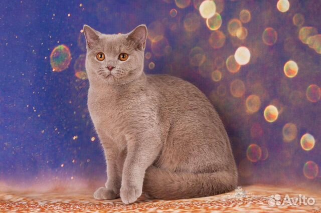 Британская короткошерстная кошка