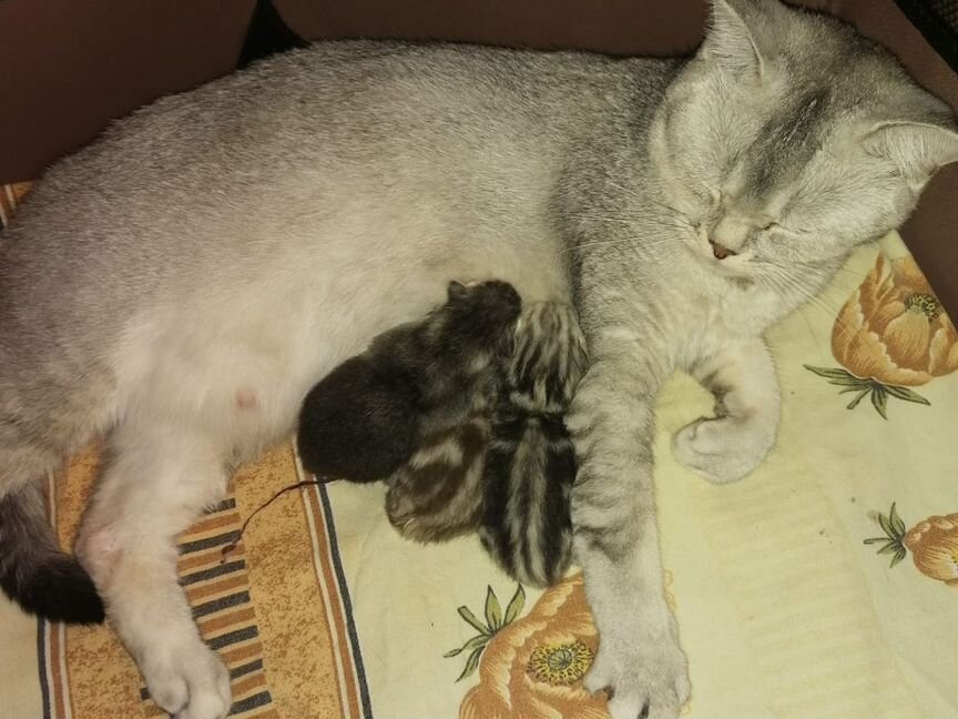 Шотландские котята