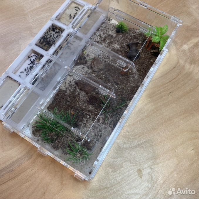 Колония Camponotus parius (реактивный муравей)