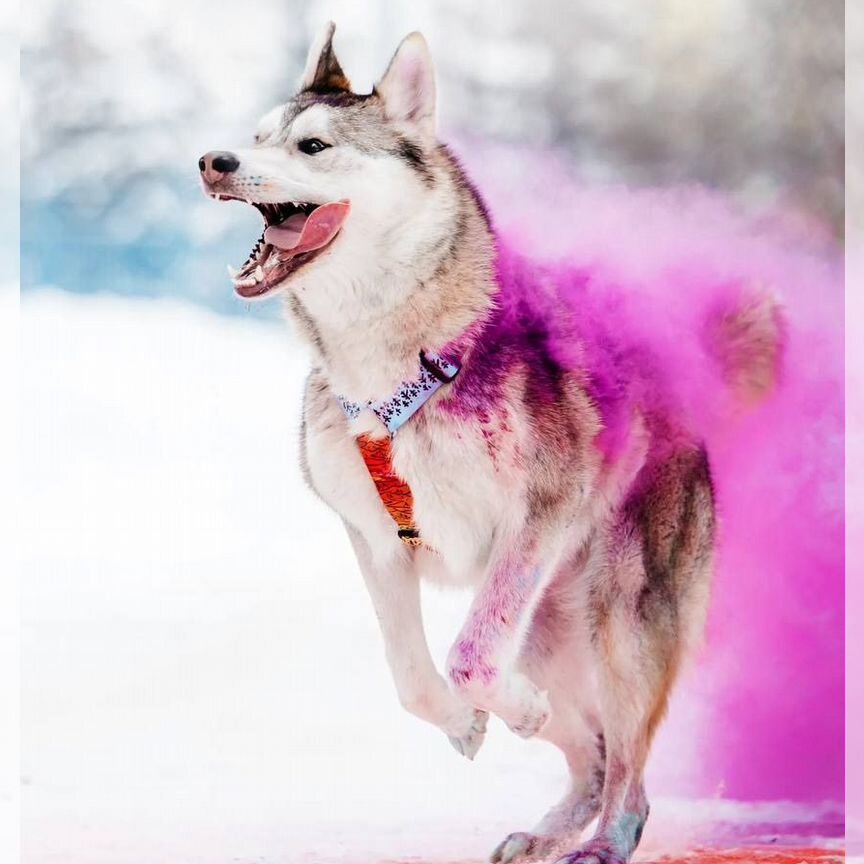 Взрослый пёс в добрые руки