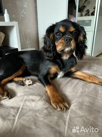 Кавалер кинг чарльз спаниель