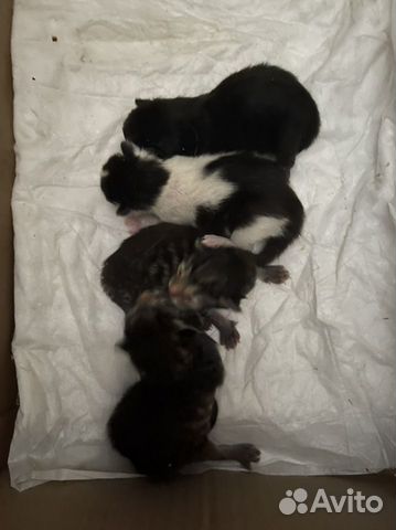 Отдам в добрые руки вислоухих