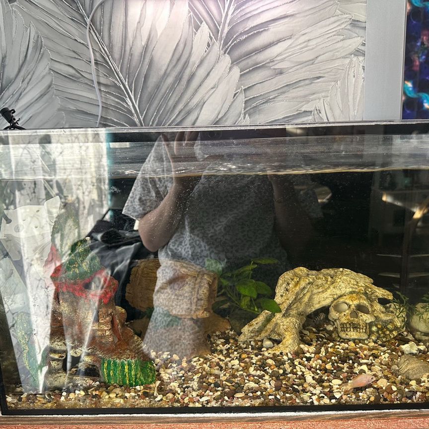 Аквариум с рыбами и декором