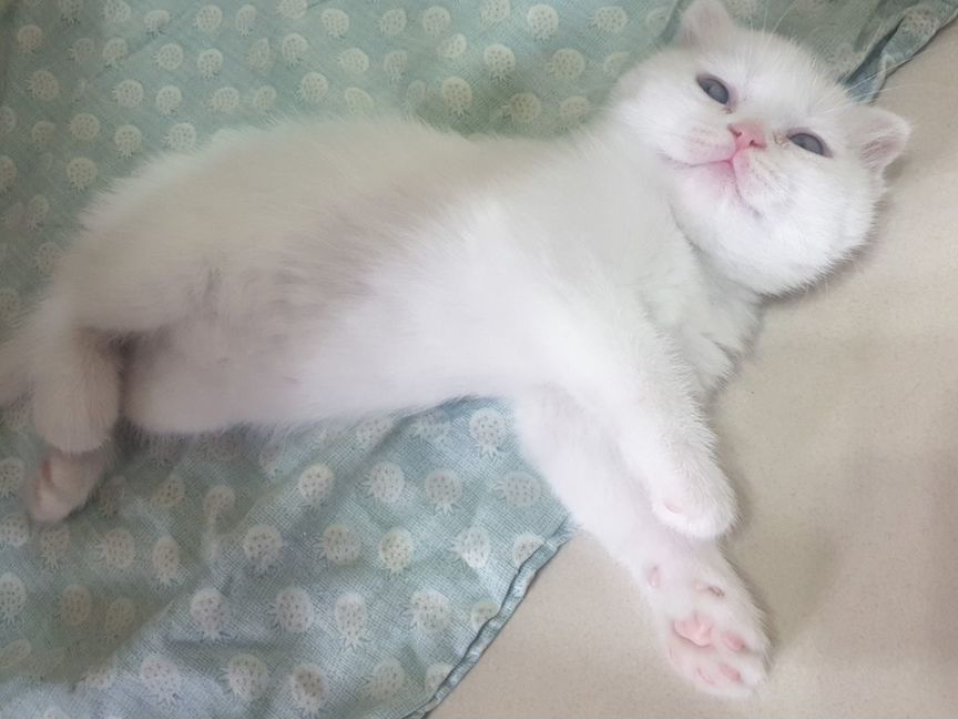 Шотландские котята