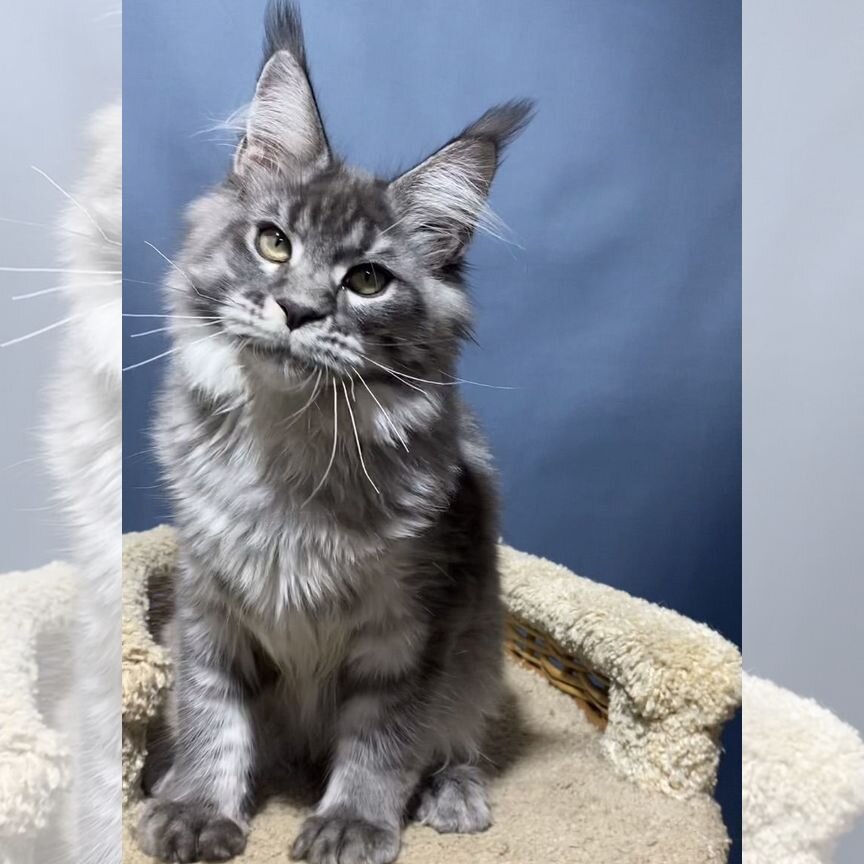 Мейн-кун котёнок