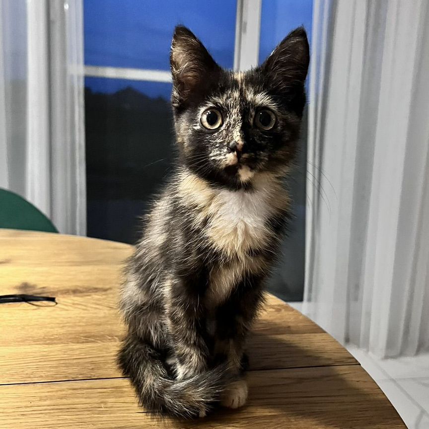 Котенок девочка в добрые руки