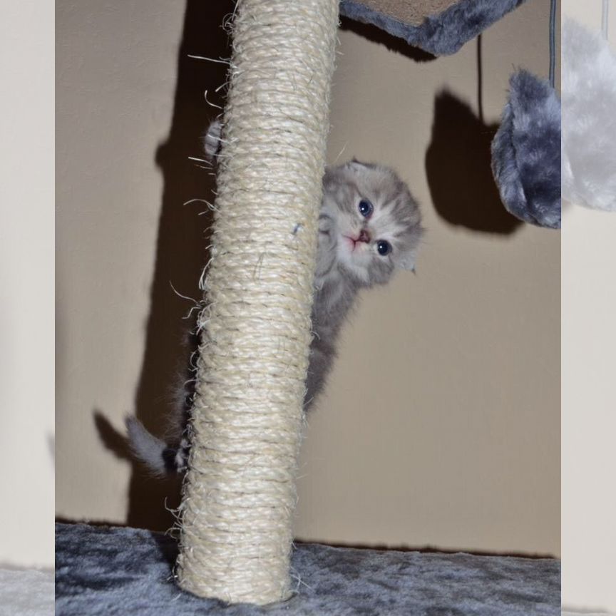Шотландский вислоухий короткошёрстный котёнок