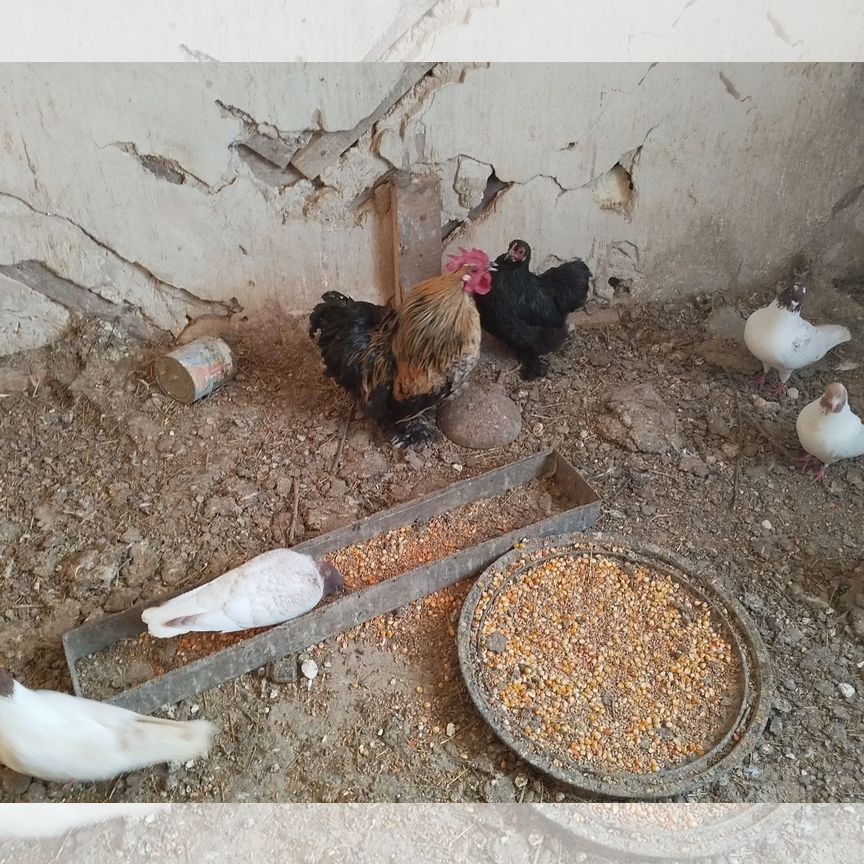 Куры домашние декоративные