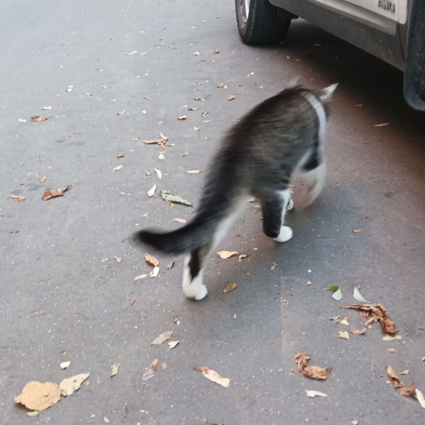 Нашелся кот хозяину позвонить свободный проспект 5