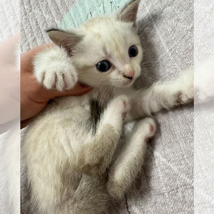 Отдам котенка в добрые руки