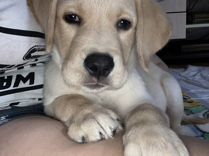 Щенки лабрадора палевые