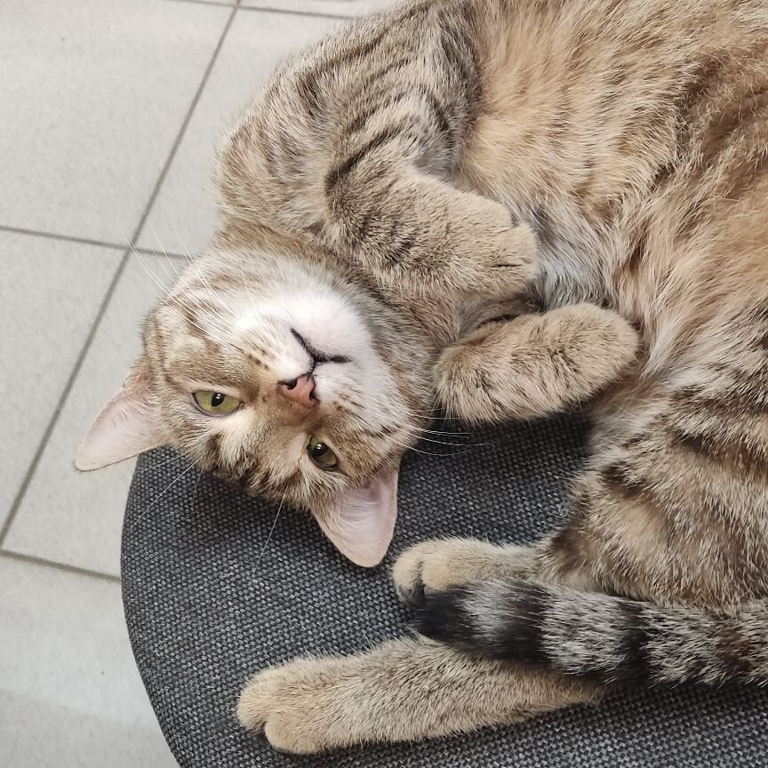 Отдаём кошку в хорошие руки