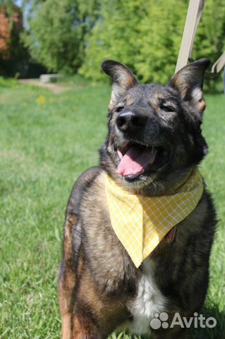 Умирает в приюте. Спасите собаку