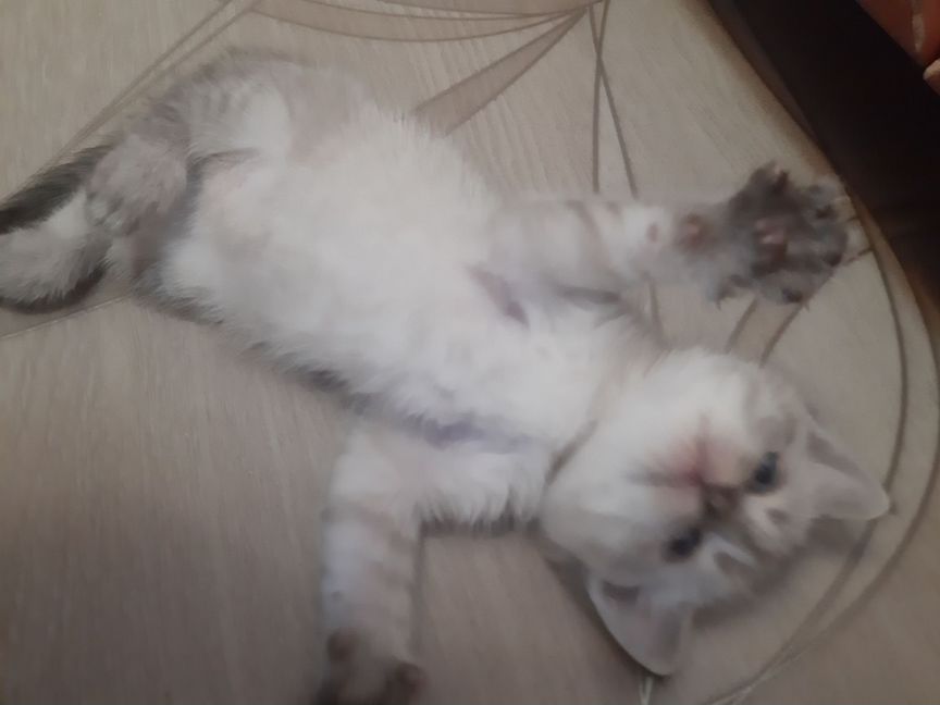 Кошки бесплатно