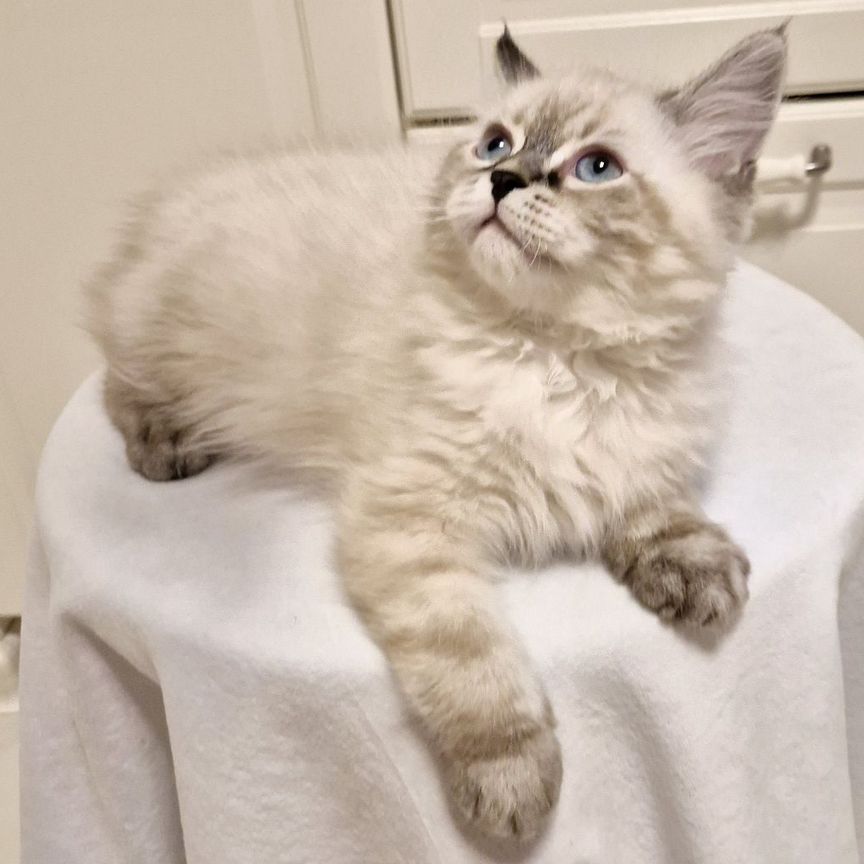 Невские маскарадные котята