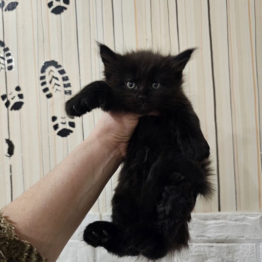 Кот Бегемот