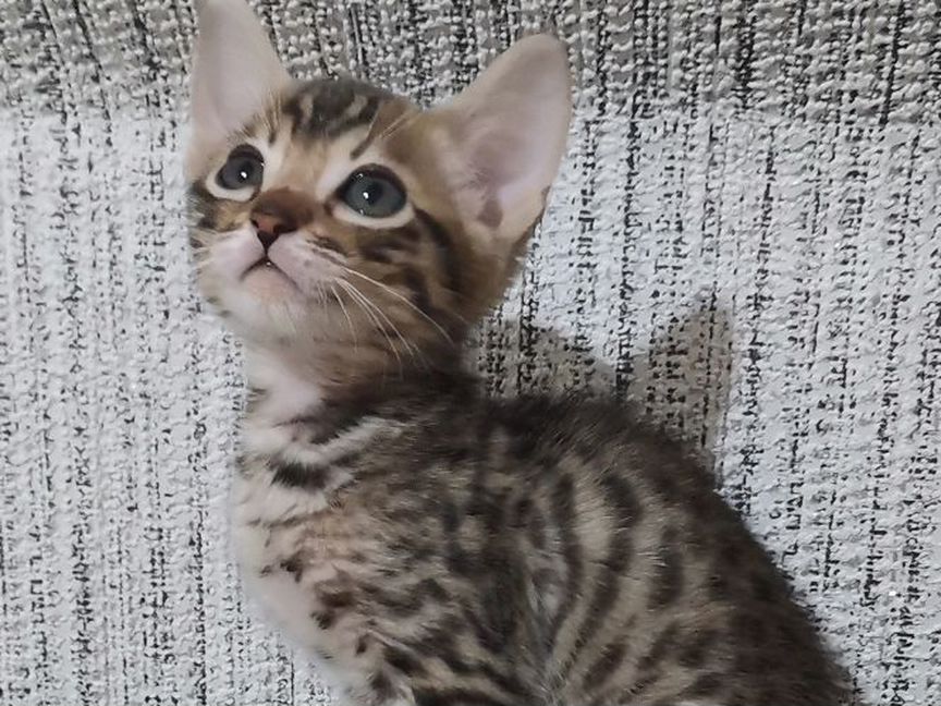 Саваанна котята